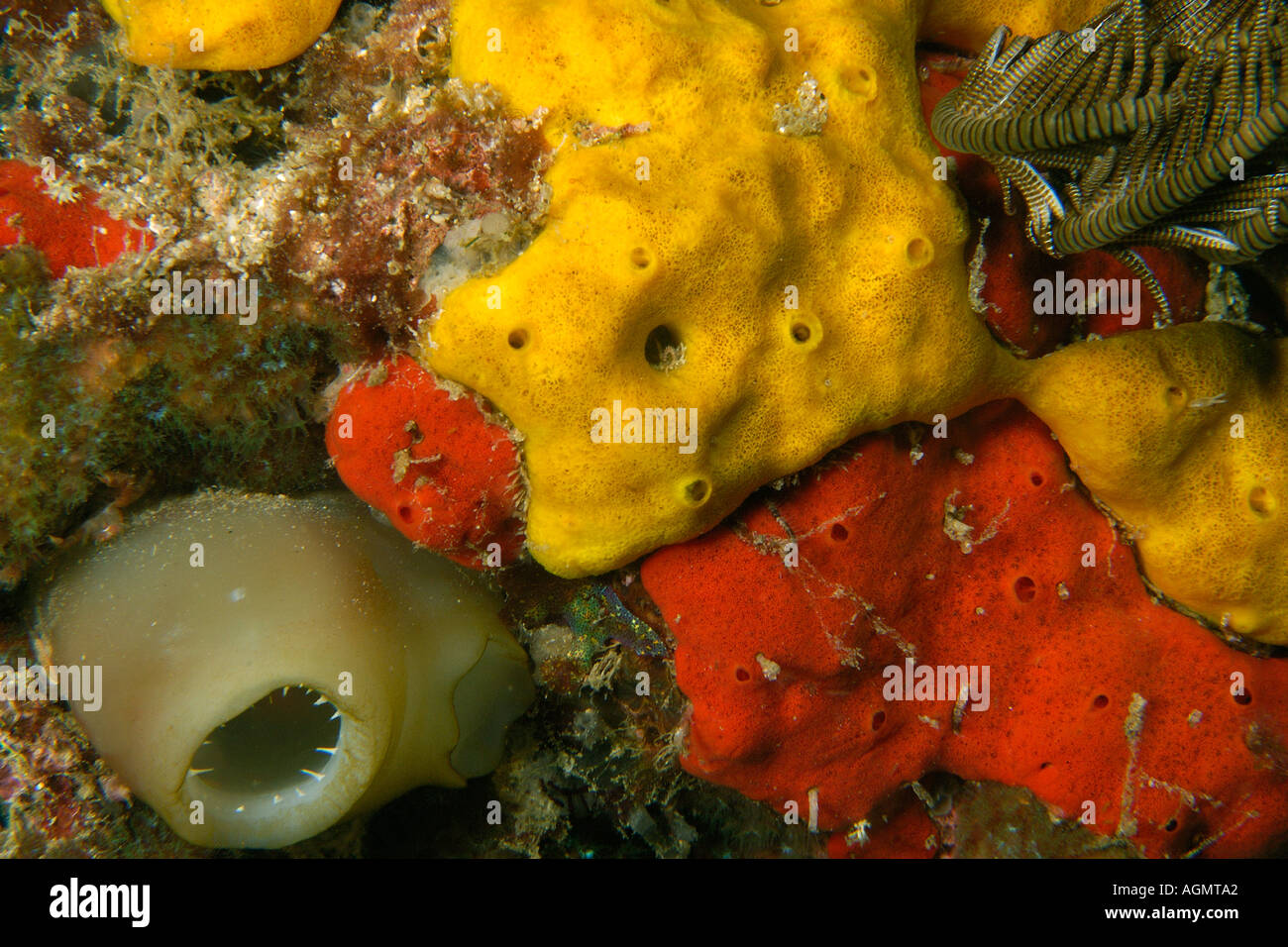Sponge porifera philippines hi-res stock photography and images - Alamy
