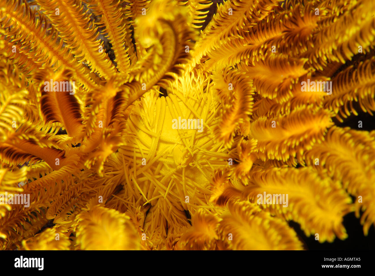 Underwater crinoid feather star hi-res stock photography and images - Alamy