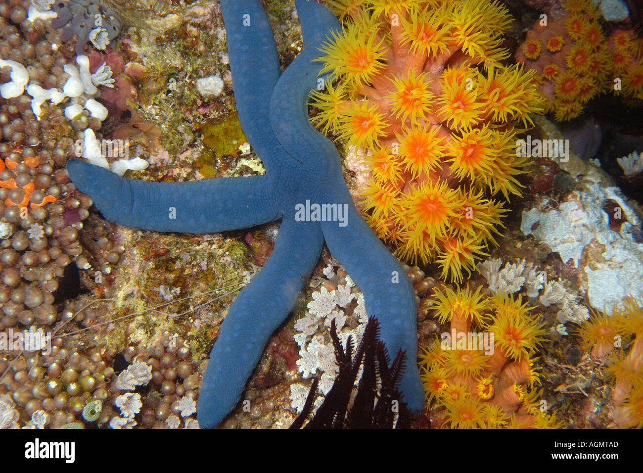 Blue starfish Linckia laevigata and orange cup coral Tubastrea ...