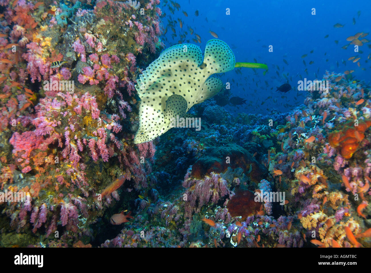 Barramundi cod Cromileptes altivelis Canyons Puerto Galera Philippines ...
