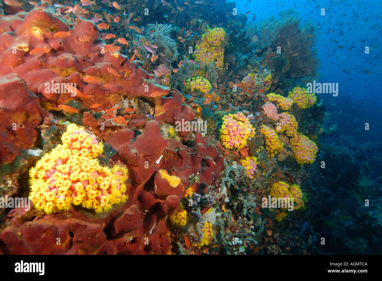 Reef wall covered with encrusting sponge and orange cup coral Tubastrea ...
