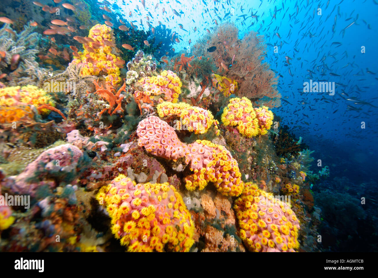 Reef wall covered with soft corals and gorgonians mainly orange cup ...