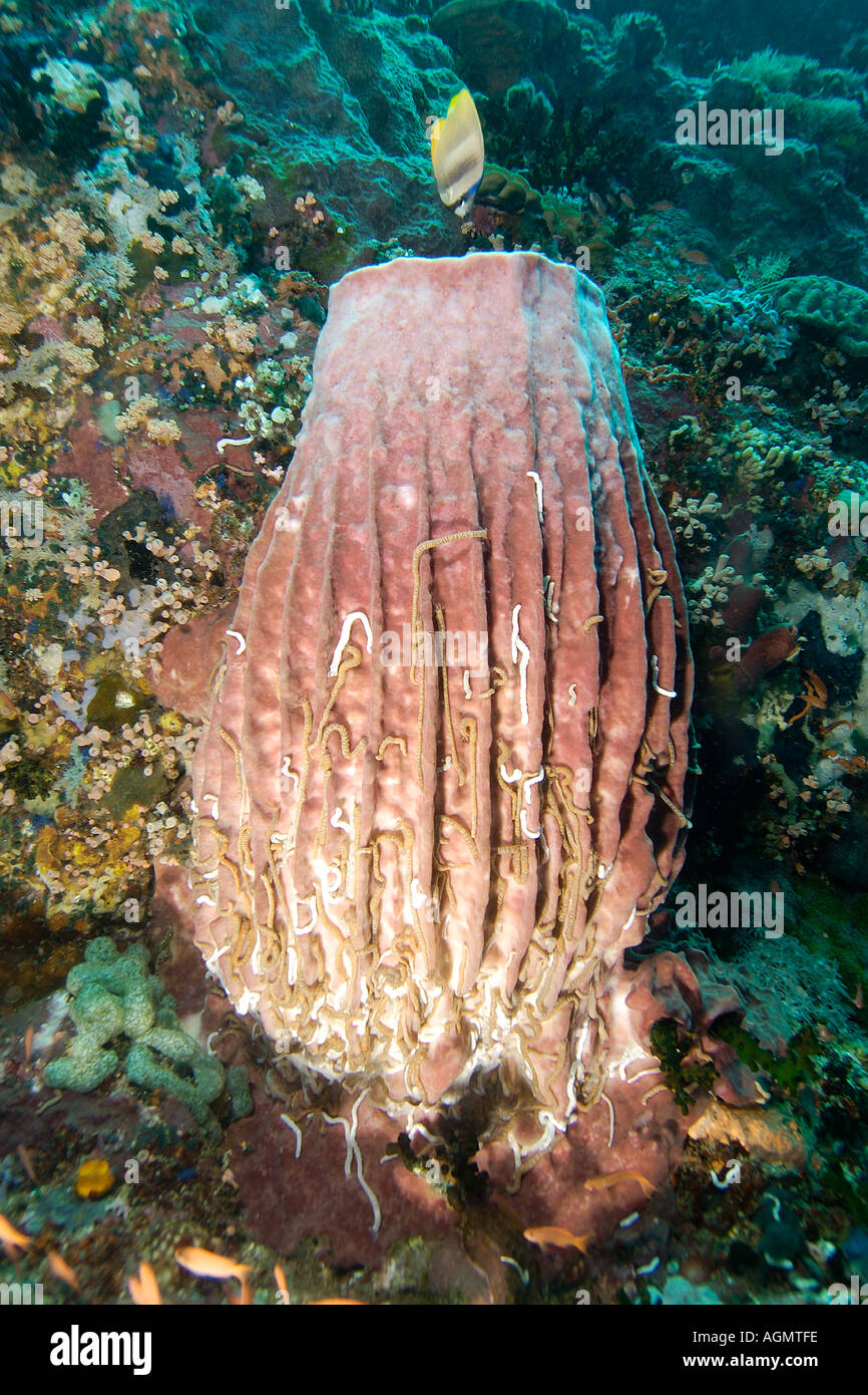 Giant barrel sponge Xestospongia testudinaria Verde Island Philippines ...