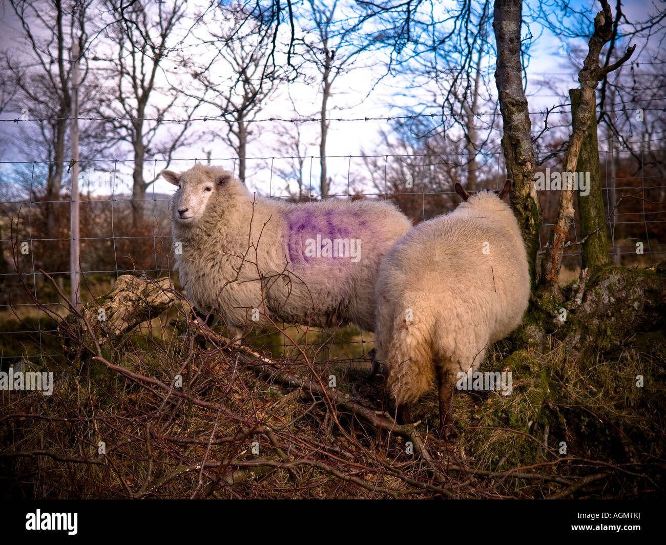 Tregaron countryside hi-res stock photography and images - Alamy