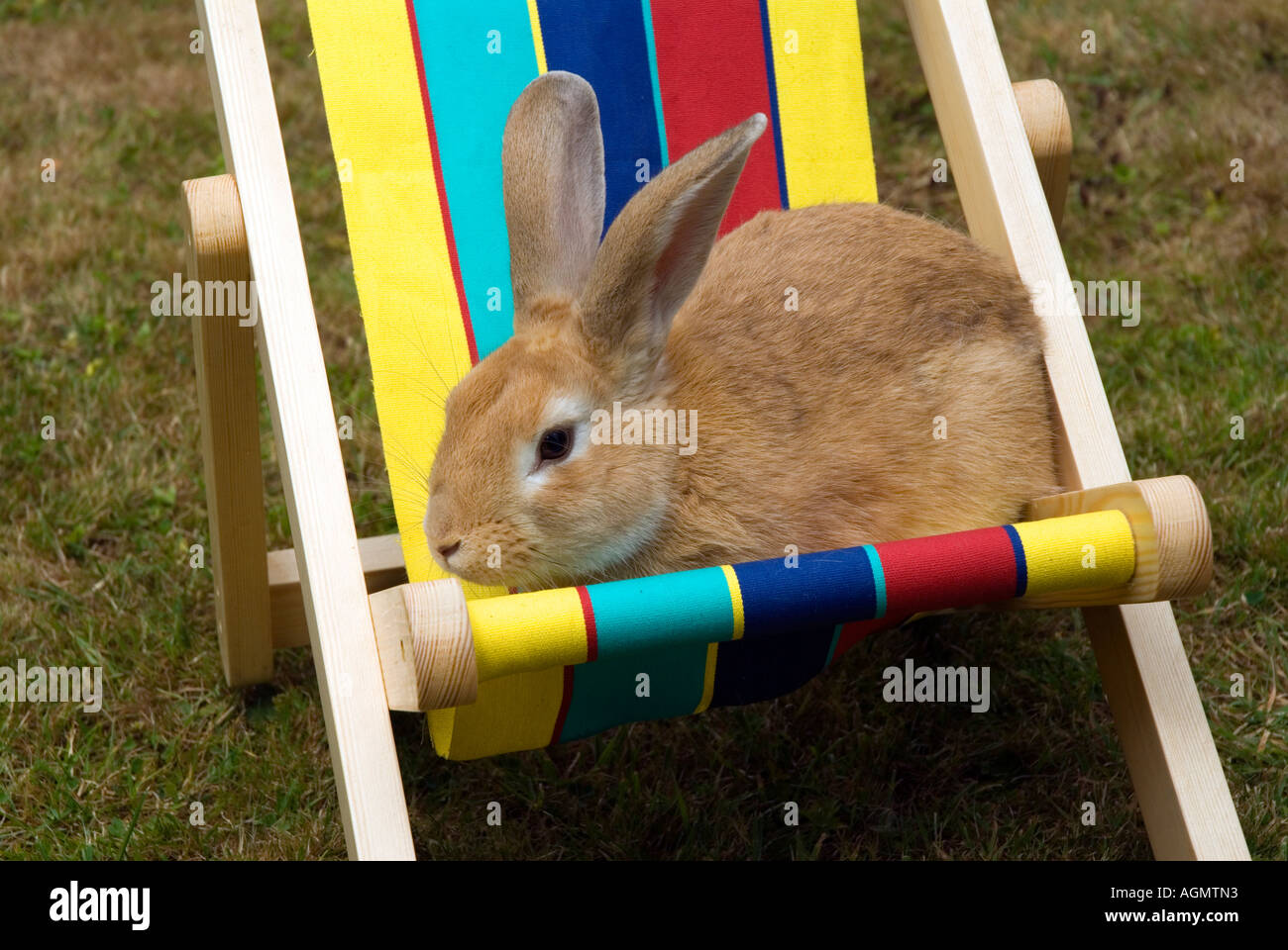 Rabbit sitting in a deck chair Stock Photo - Alamy