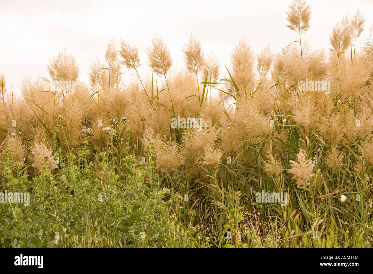 Water purify reed hi-res stock photography and images - Alamy