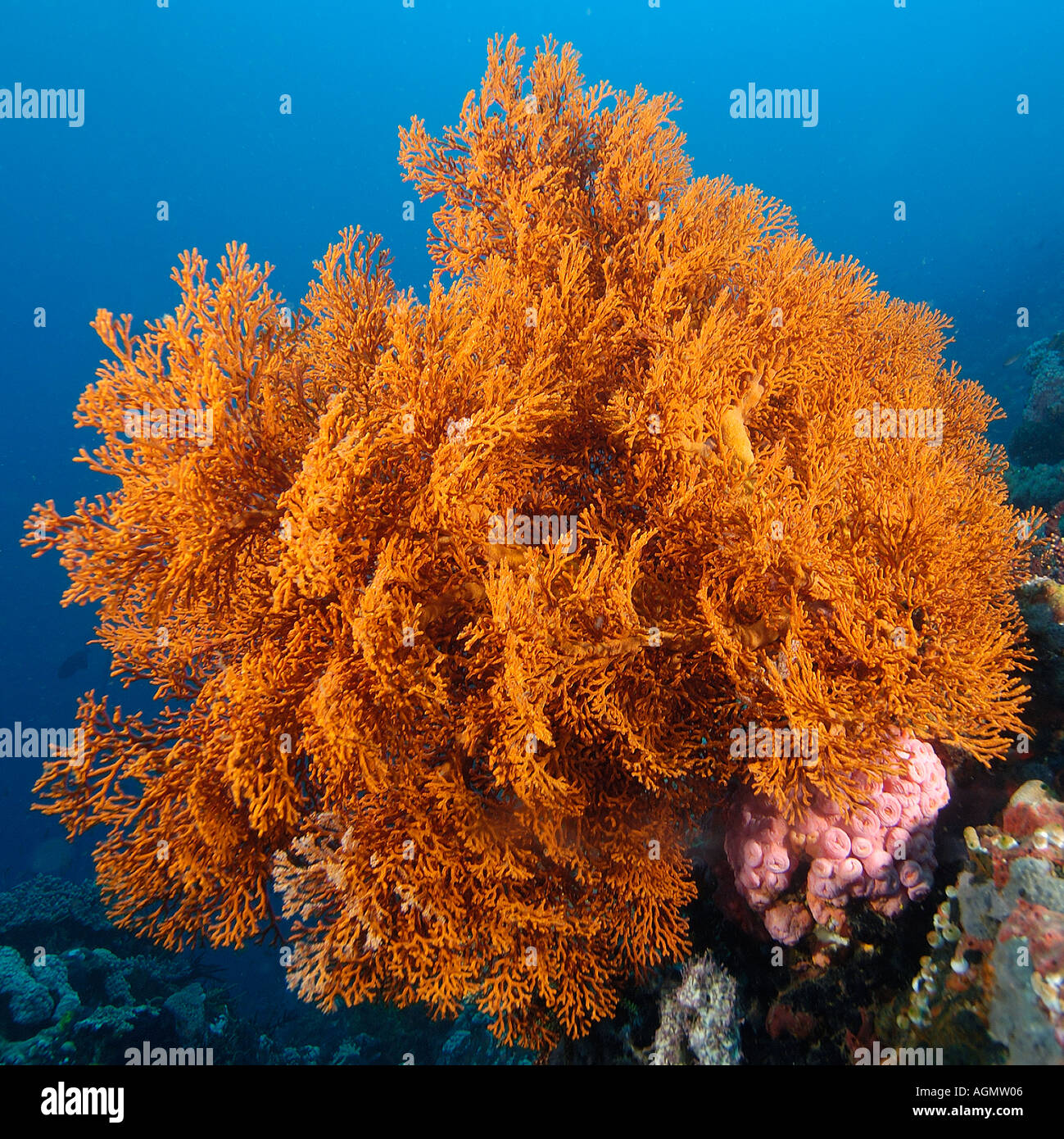 Gorgonian sea fan possibly Astrogorgia sp Verde Island Philippines ...
