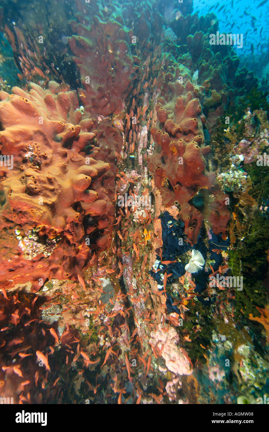 Diverse coral reef Verde Island Philippines Stock Photo - Alamy