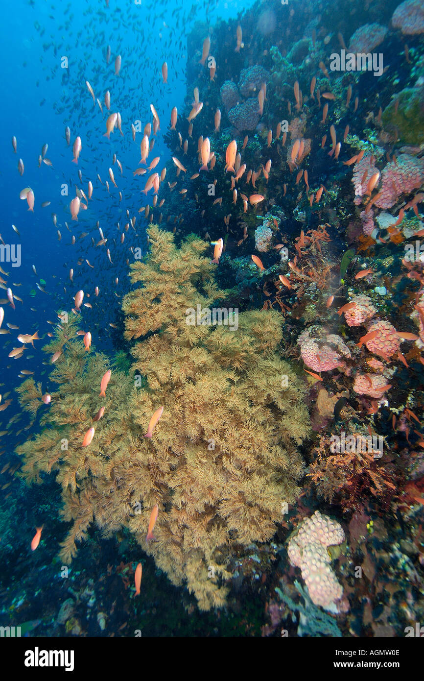 Scalefin anthias Pseudanthias squamipinnis and black coral Antipathes ...