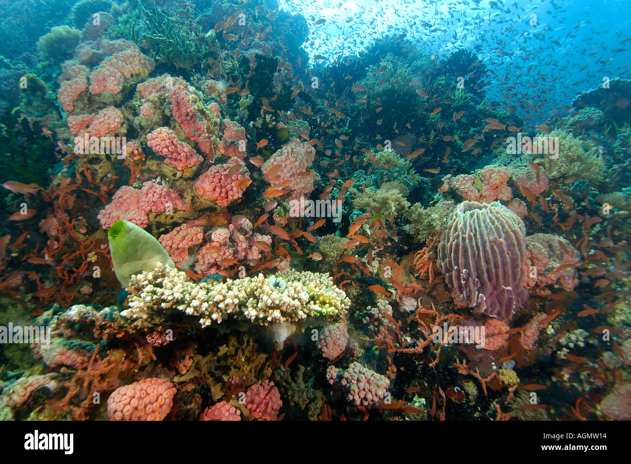Highly diverse reef including cup and table corals sea squirts sponges ...