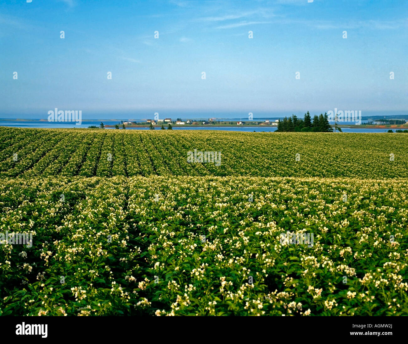 Potato field, Prince Edward Island, Canada Stock Photo - Alamy