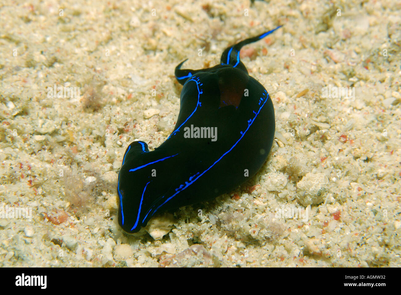 Headshield slug Chelidonura varians La Laguna Puerto Galera Mindoro ...