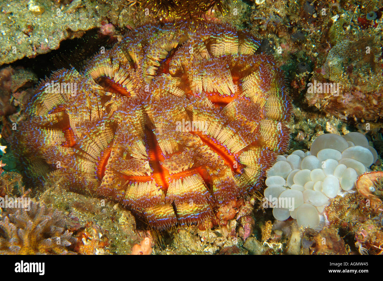 Fire urchin Asthenosoma varium and bubble coral Plerogyra sinuosa ...