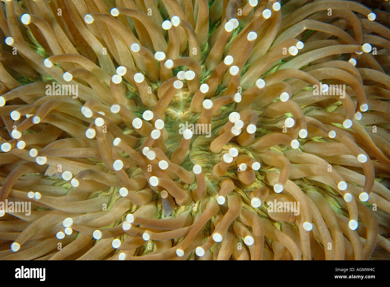 Magnificent sea anemone Heteractis magnifica Sinandigan wall Puerto ...