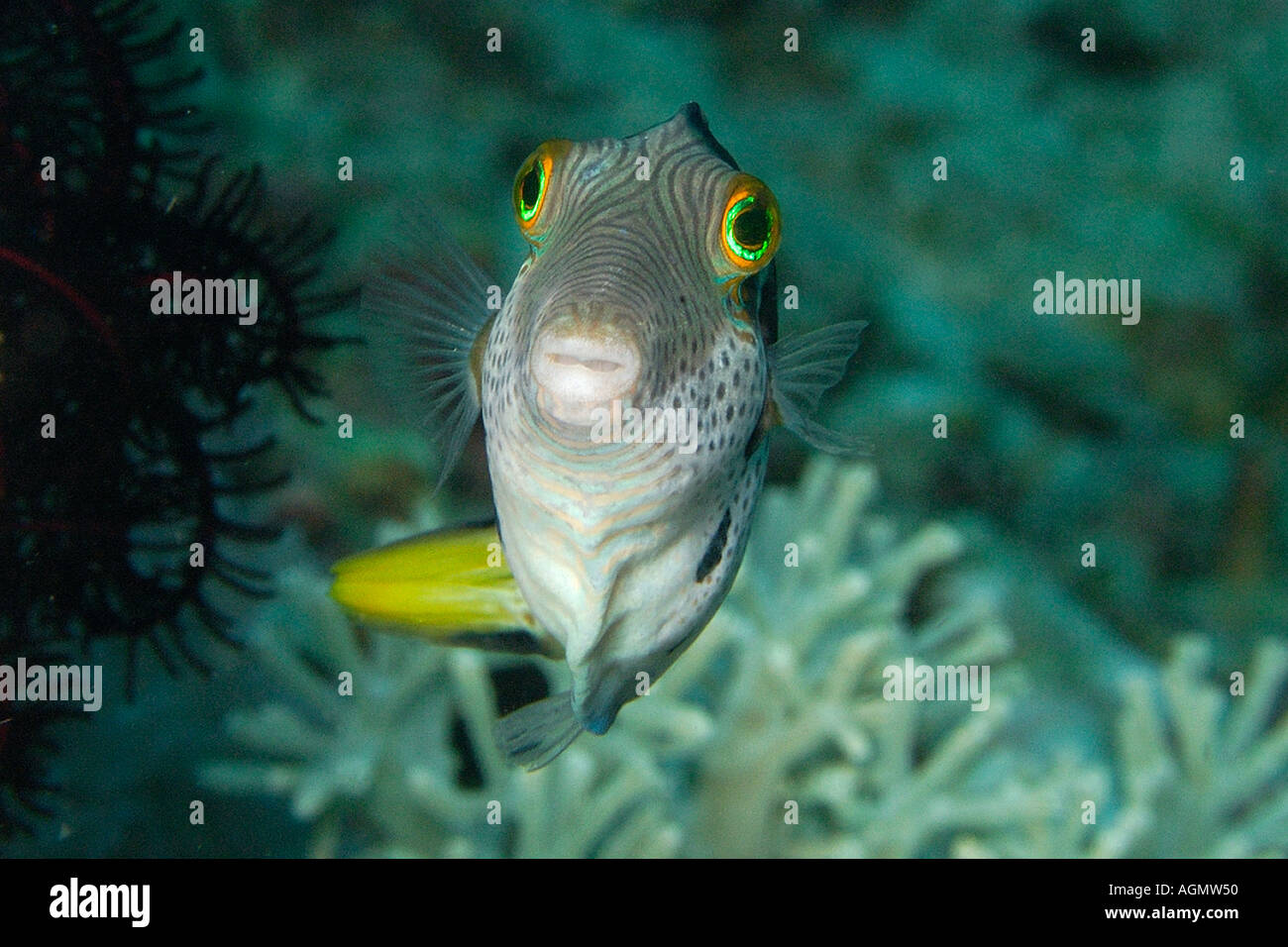 Black saddled toby Canthigaster valentini Dungan wall Puerto Galera ...