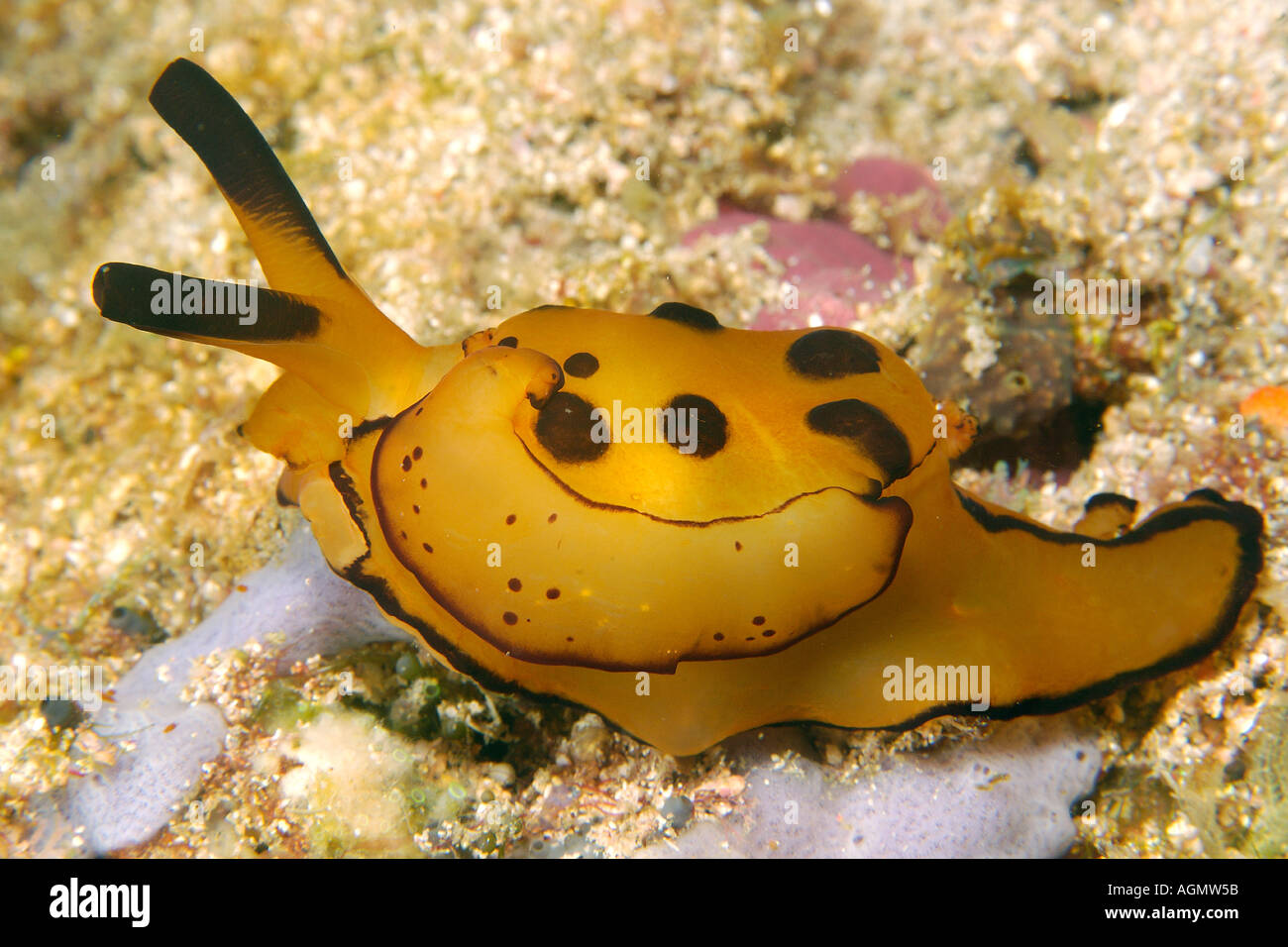 Pleurobranch sidegill slug Berthella martensi mantle detail Puerto ...