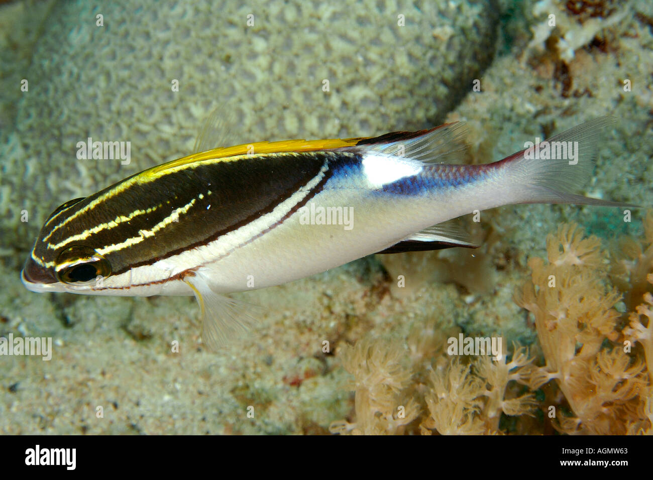 Bridled monocle sea bream Scolopsis bilineatus Dungan wall Puerto ...