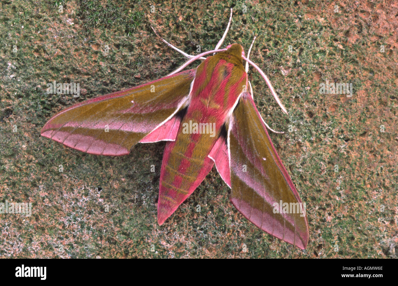 ELephant Hawk Moth. Deilephila elpenor Stock Photo - Alamy