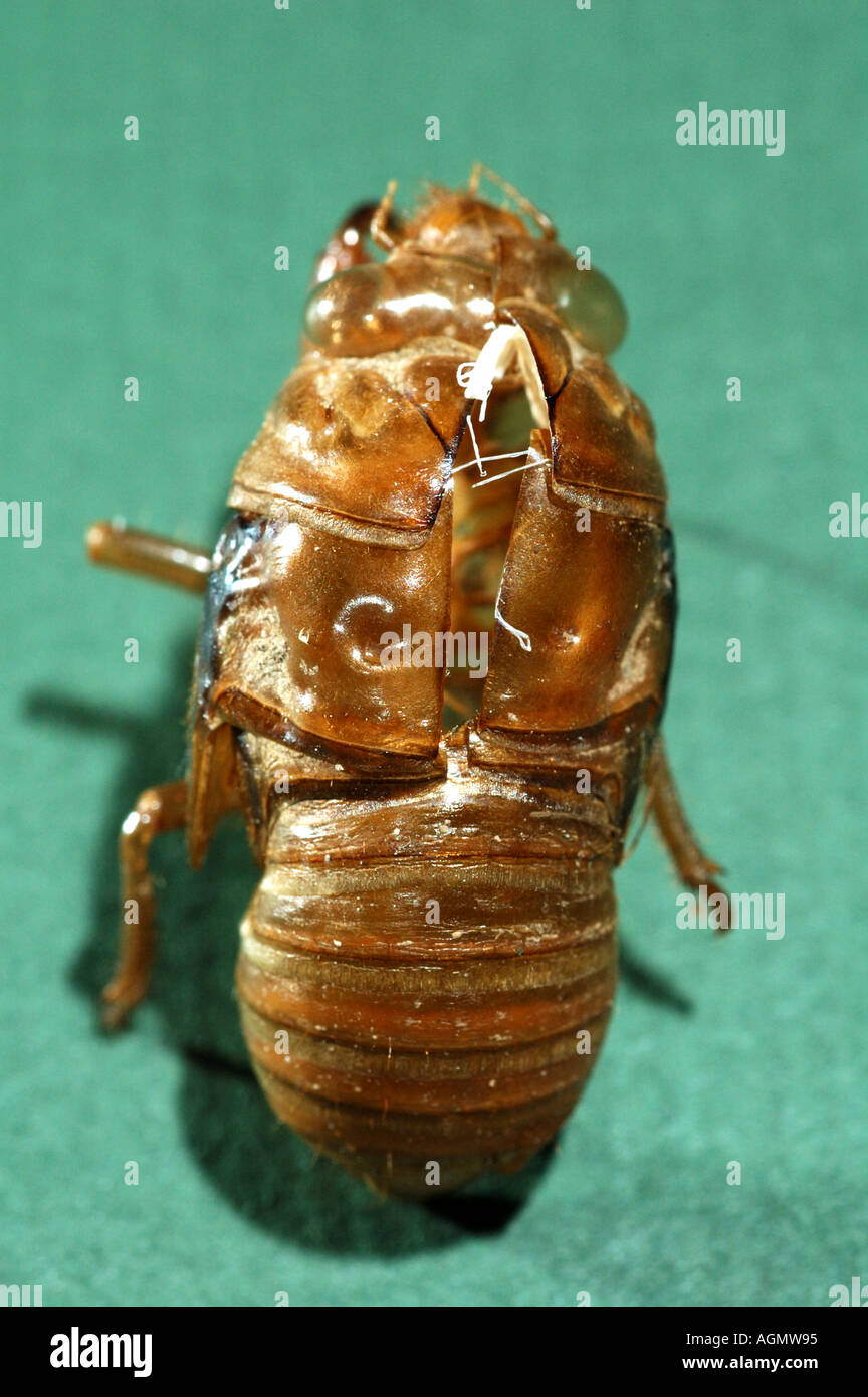 Cicada Shell Cosplay