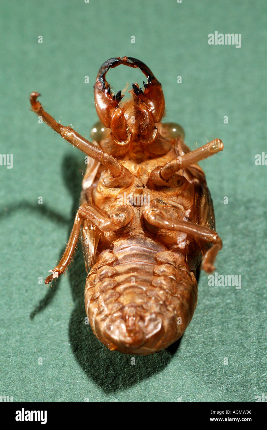 Cicadas Shell Cosplay
