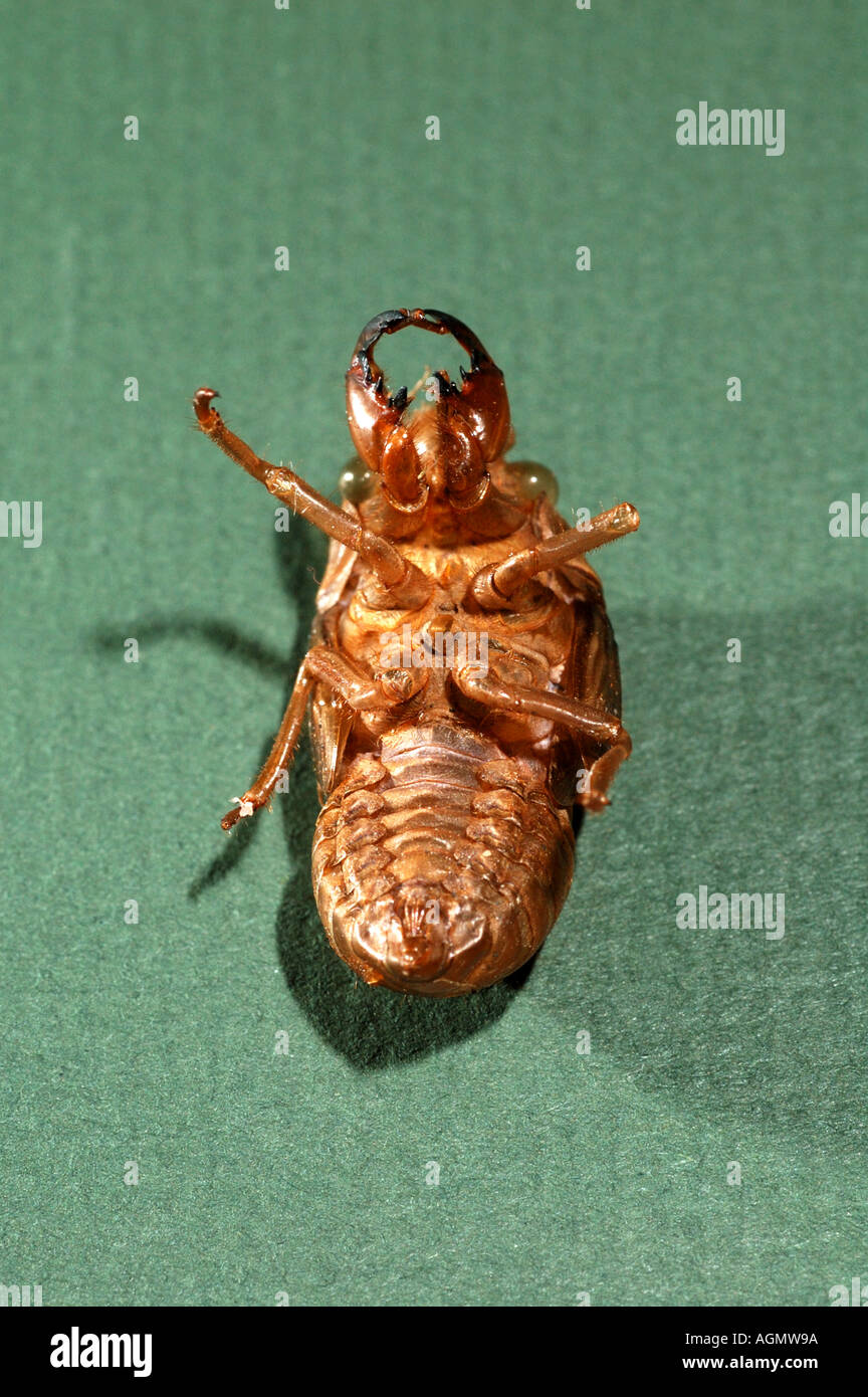 Underside of cicada nymph shell Stock Photo - Alamy