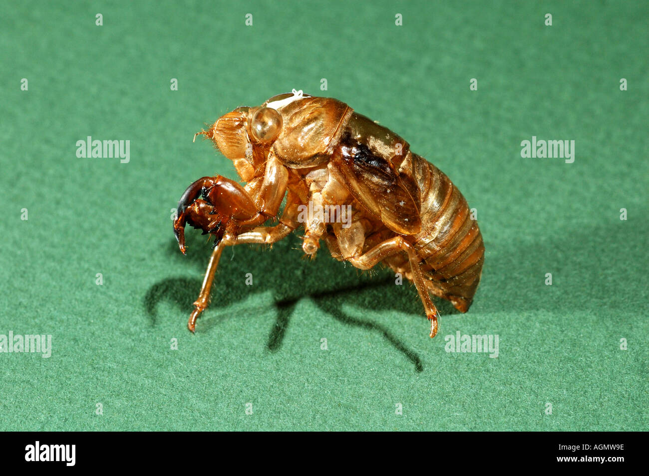 Cicada nymph hi-res stock photography and images - Alamy