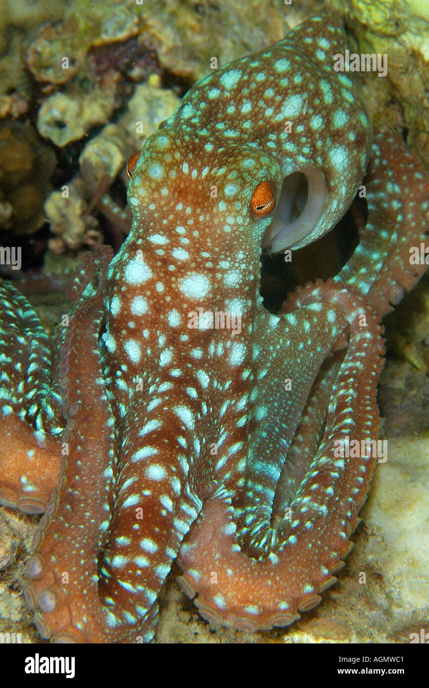 Starry night octopus Octopus luteus foraging on coral reef at night ...