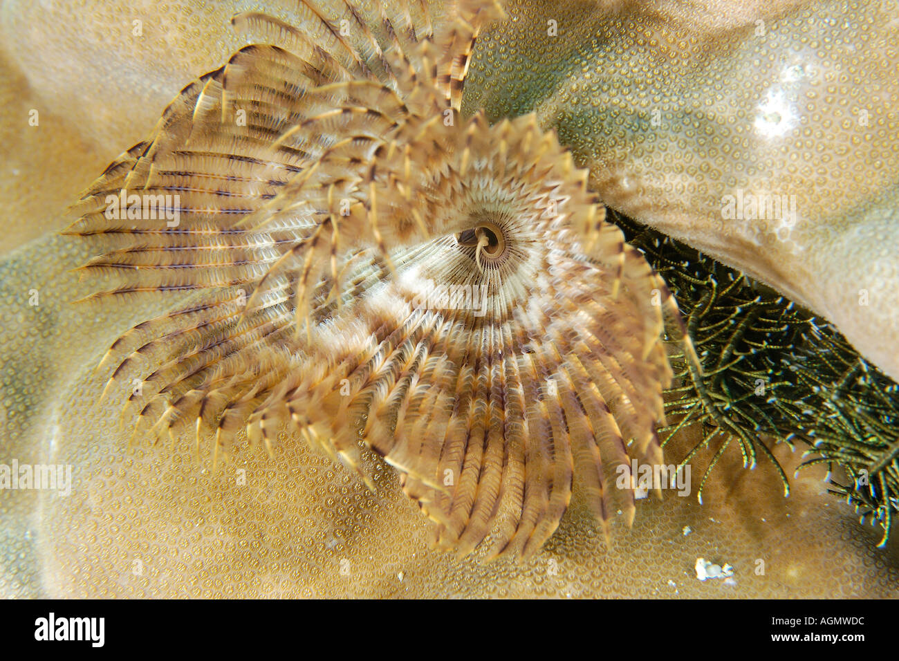Tubeworm Sabellastarte sp Monkey beach Puerto Galera Mindoro ...