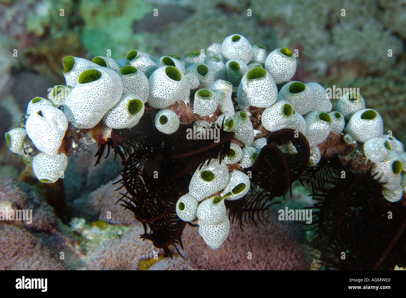 Sea squirt didemnum molle tunicate hi-res stock photography and images ...