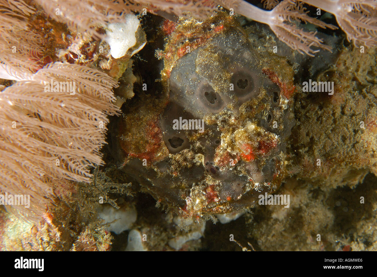 Painted frogfish Antennarius pictus head detail Sabang wreck Puerto ...