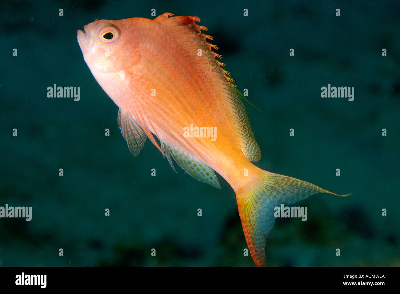Anthias Pseudanthias sp Sabang wreck Puerto Galera Mindoro Philippines ...