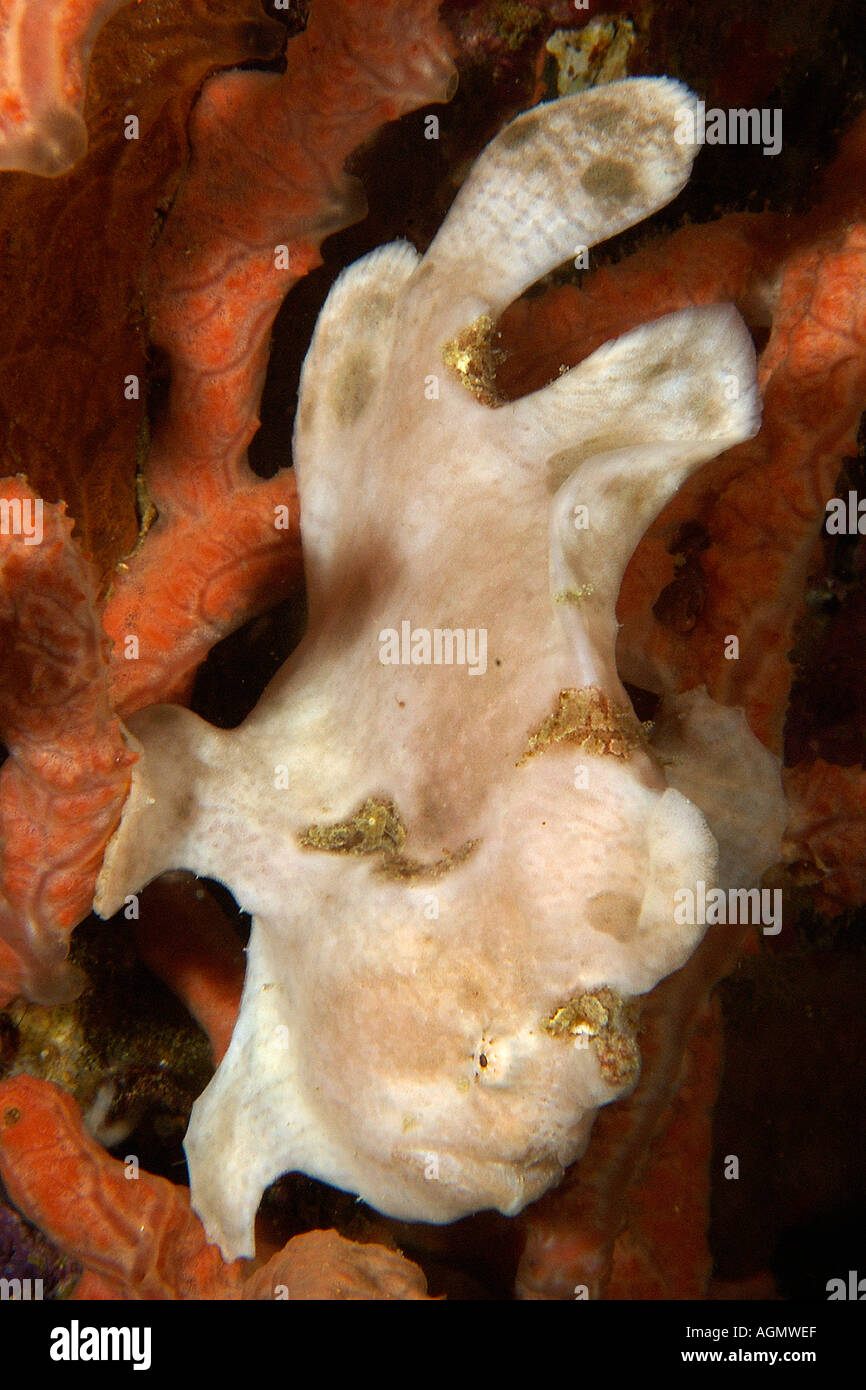 Painted frogfish Antennarius pictus white phase Sabang wreck Puerto ...
