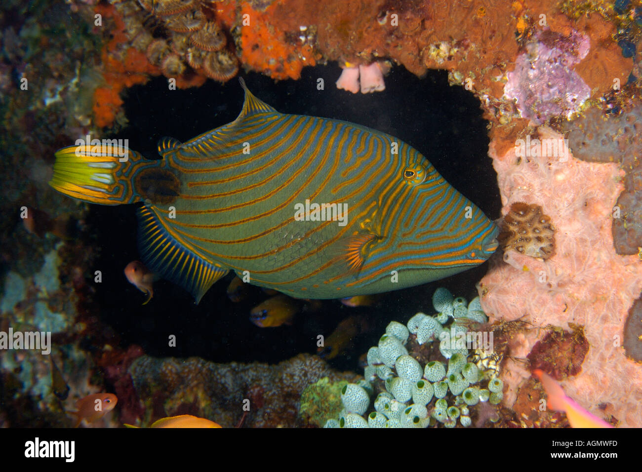 Orange lined triggerfish Balistapus undulatus Sabang wreck Puerto ...