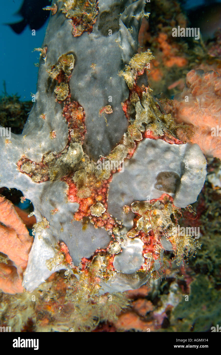 Painted frogfish Antennarius pictus head detail Sabang wreck Puerto ...