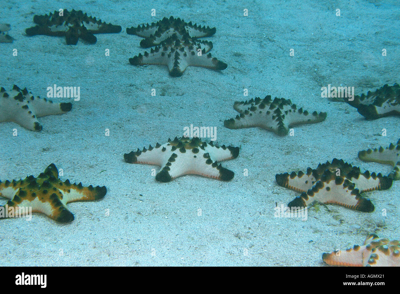 Horned or chocolate chip sea stars Protoreaster nodosus on sandy bottom ...