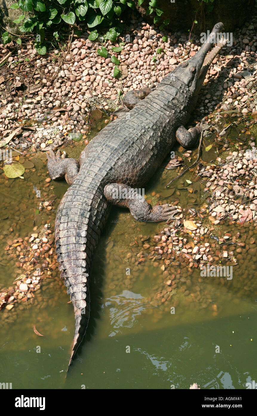 False Gharial crocodile, Tomistoma schlegelii, on river bank Stock ...