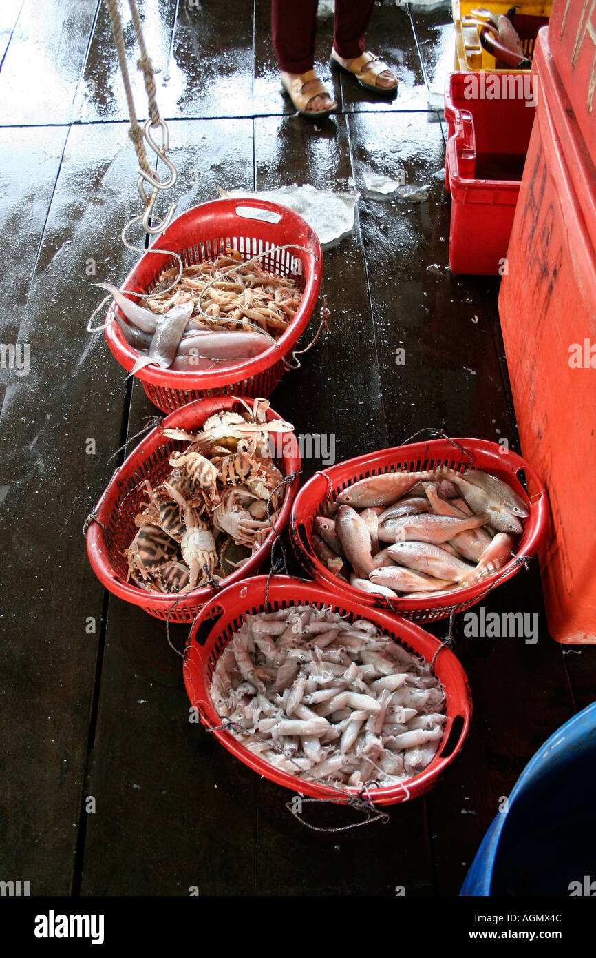 Fish of selangor hi-res stock photography and images - Alamy