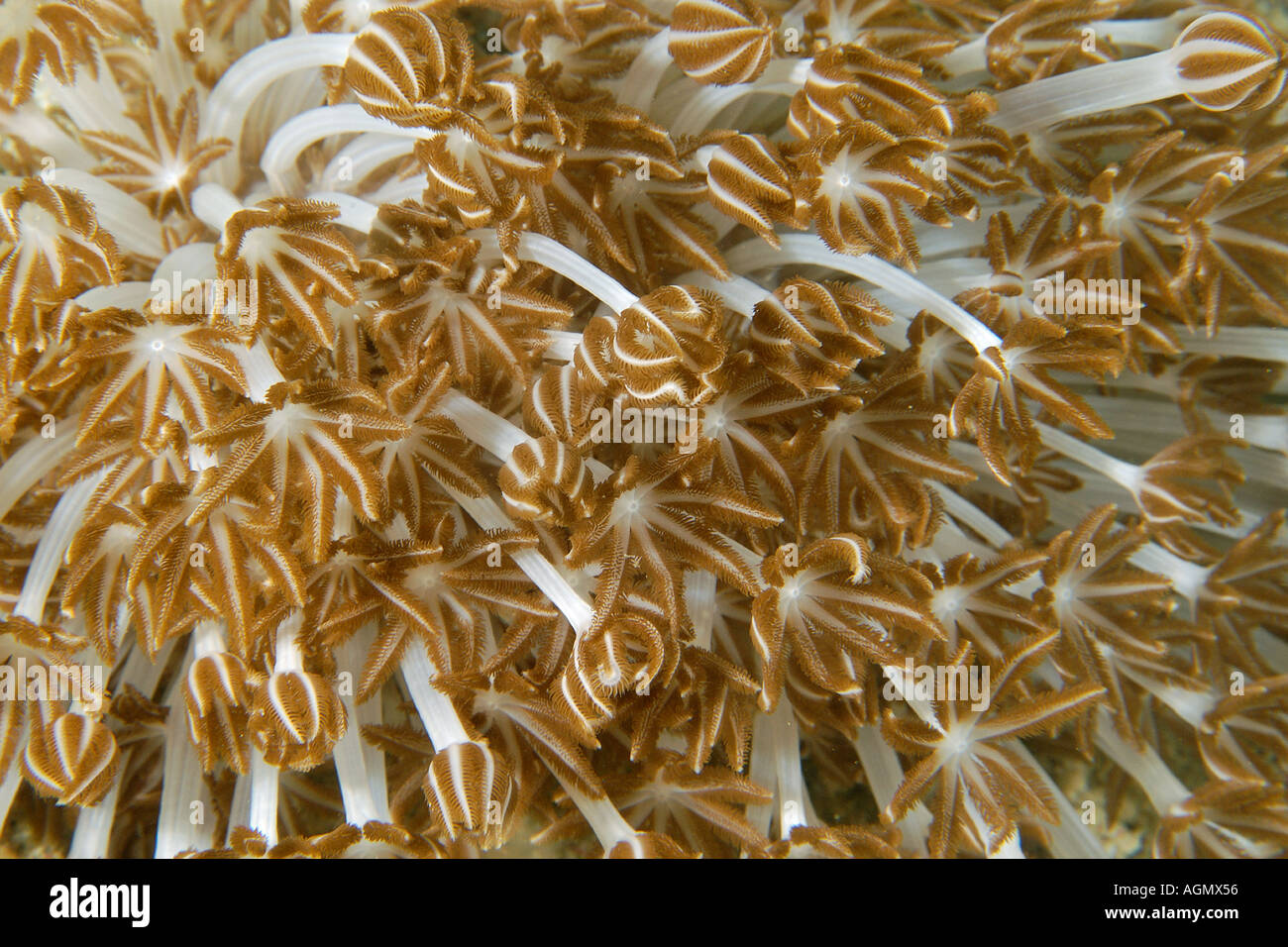 Flower soft coral Xenia sp Small La Laguna Puerto Galera Mindoro ...