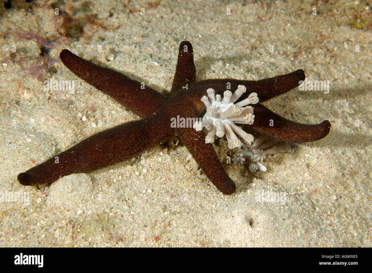 Sea star echinaster luzonicus hi-res stock photography and images - Alamy