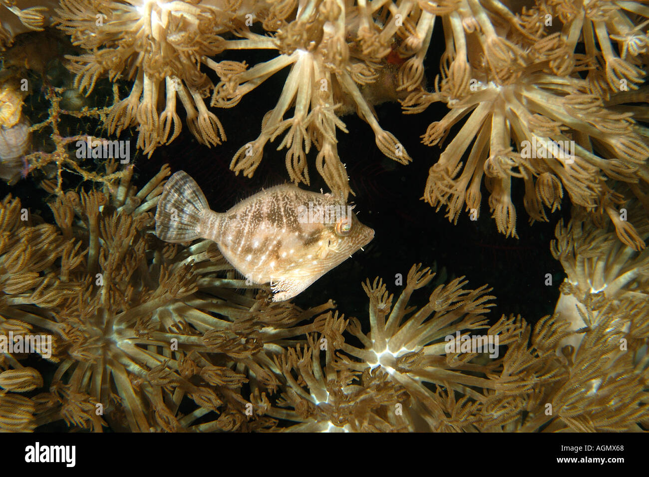 Radial filefish Acreichthys radiatus among flower soft corals Xenia sp ...