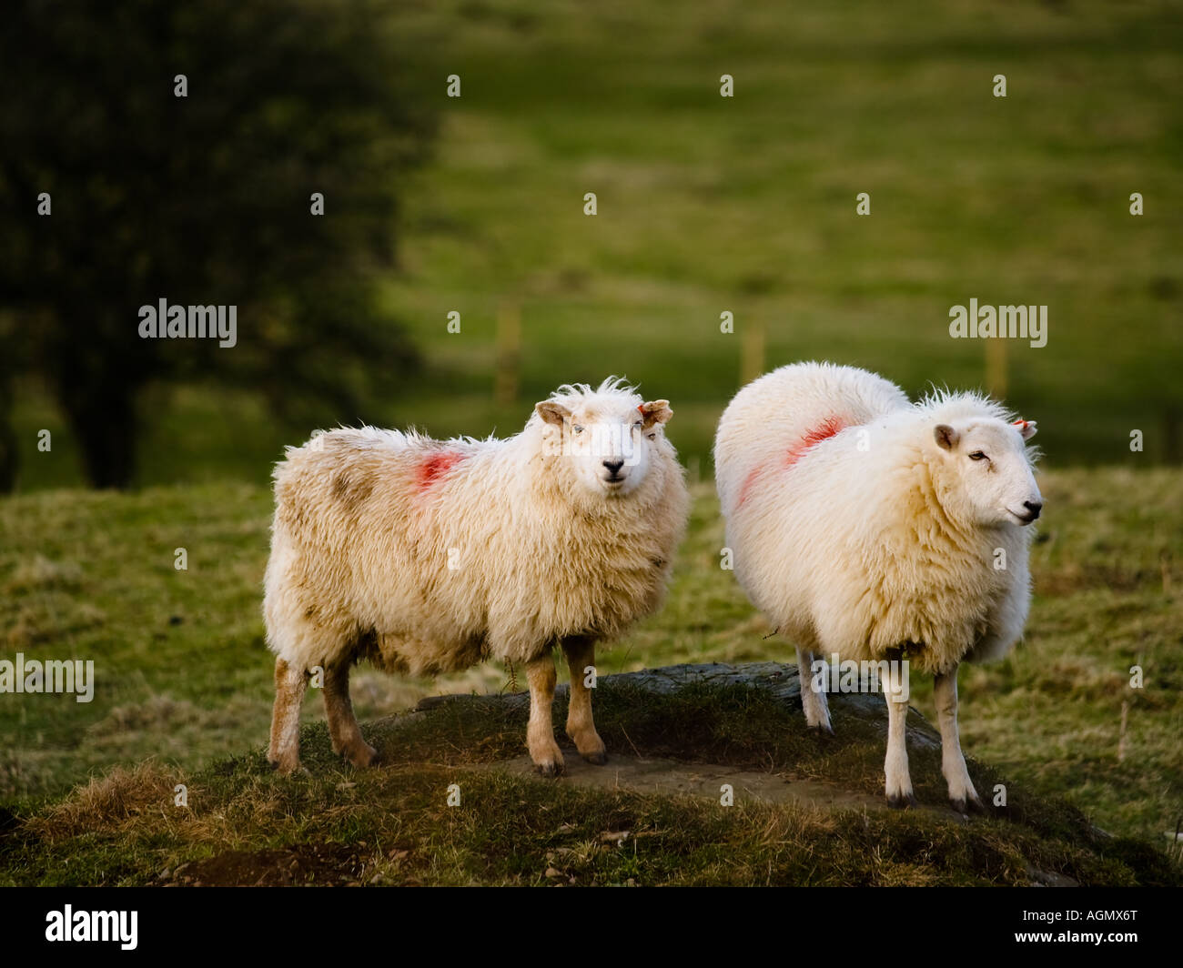 Tregaron countryside hi-res stock photography and images - Alamy