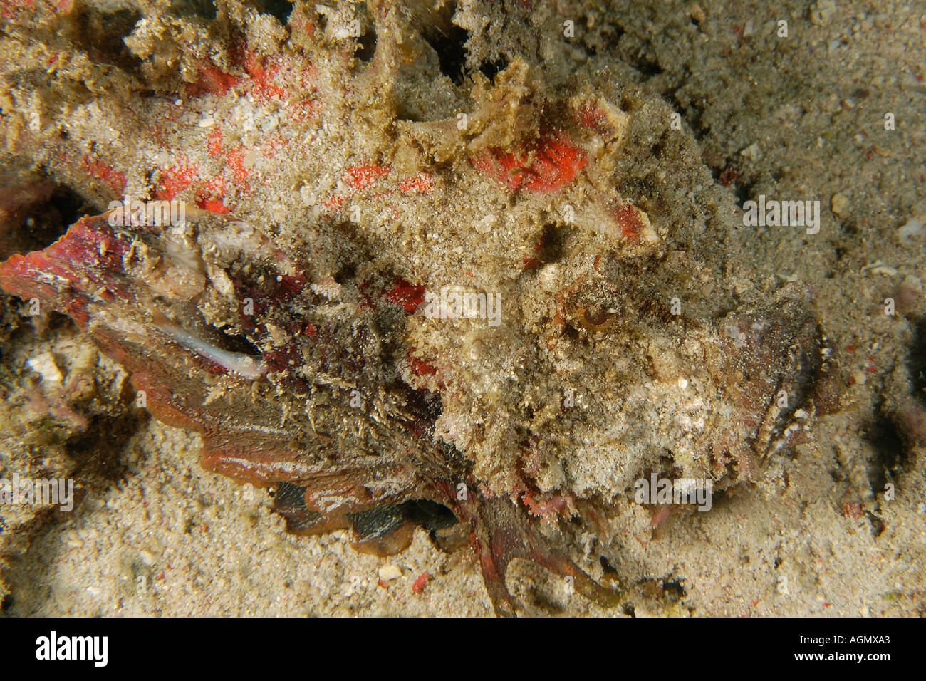 Spiny devilfish Inimicus didactylus disguised in sand Puerto Galera ...
