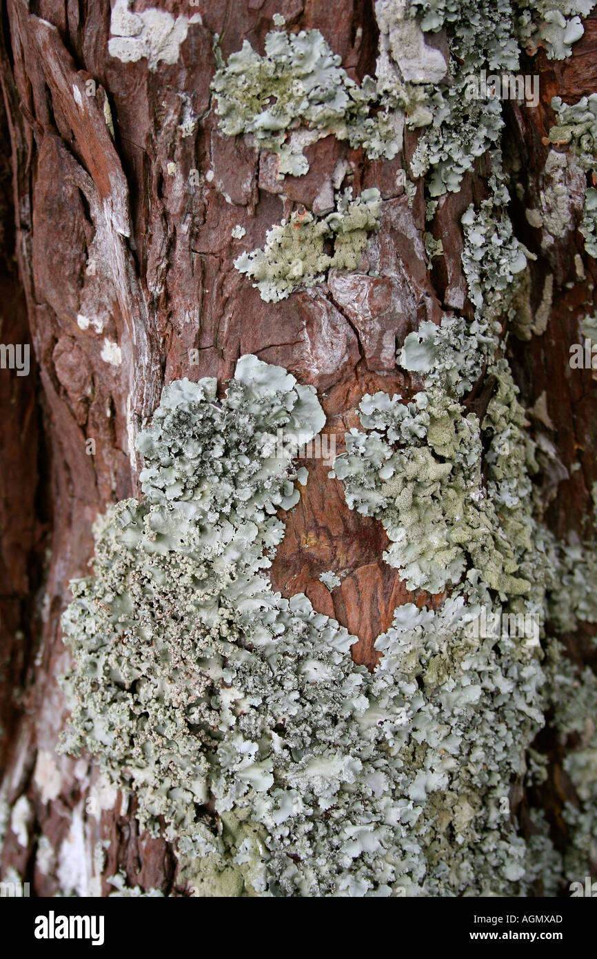 Tropical lichens on bark Cameron Highlands Malaysia Stock Photo - Alamy