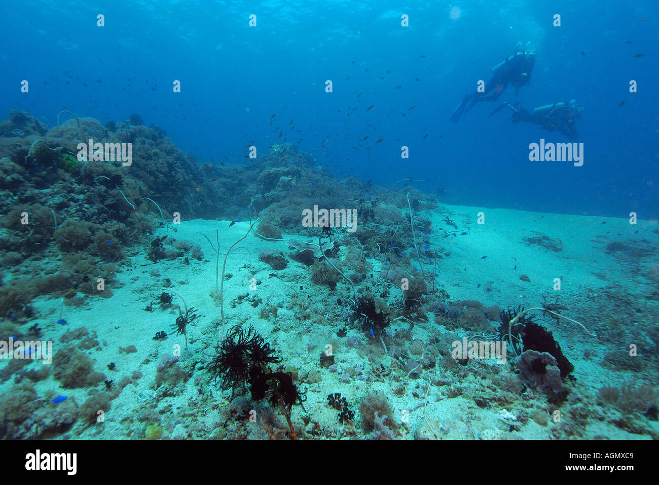 Divers explore a sand patch populated by whip corals Junceella fragilis ...