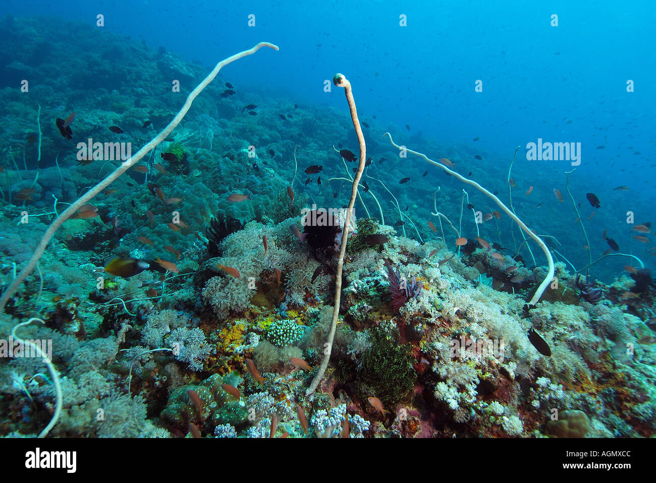 Whip corals Junceella fragilis Puerto Galera Mindoro Philippines Stock ...