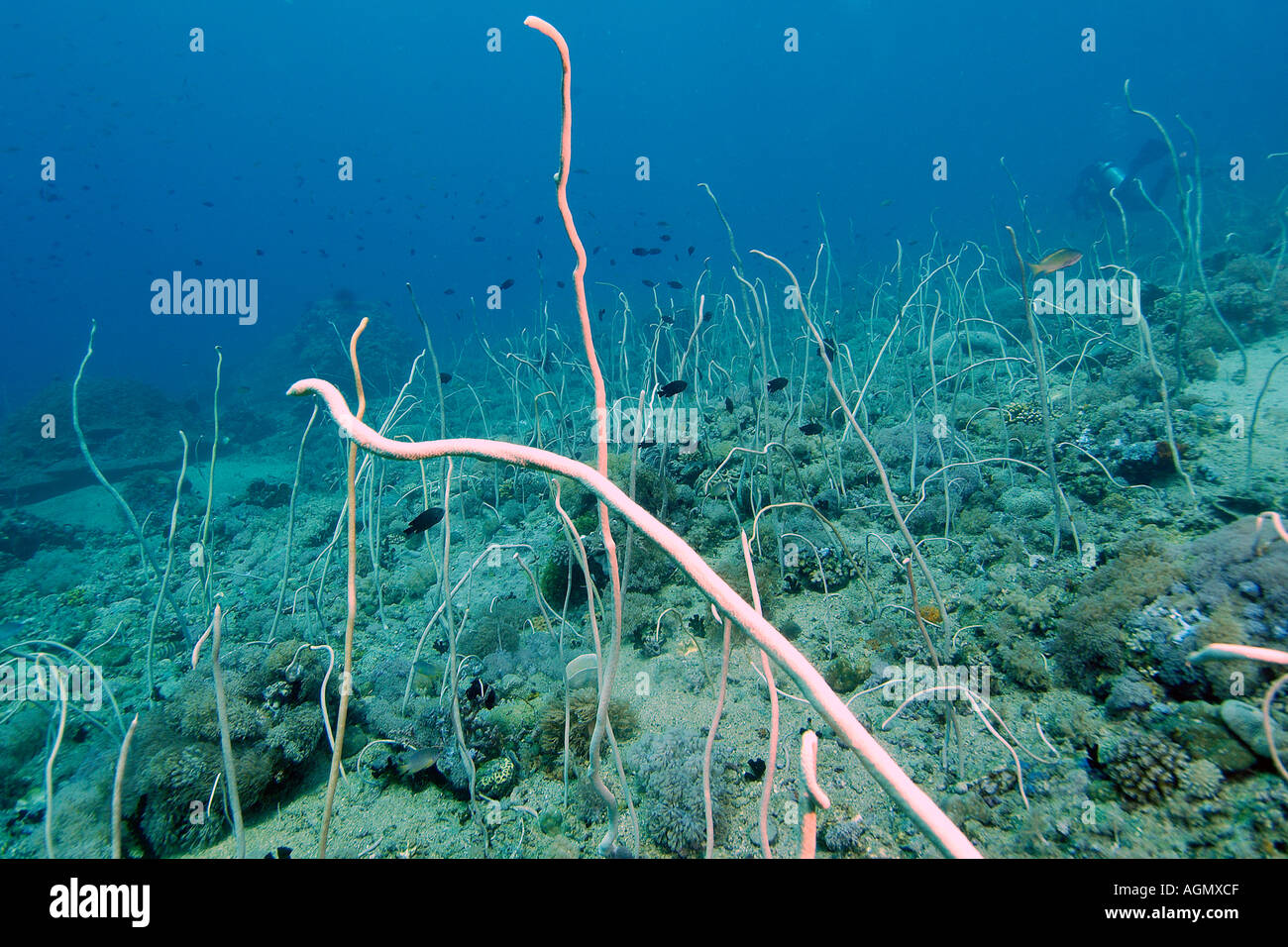 Large population of whip corals Junceella fragilis Puerto Galera ...