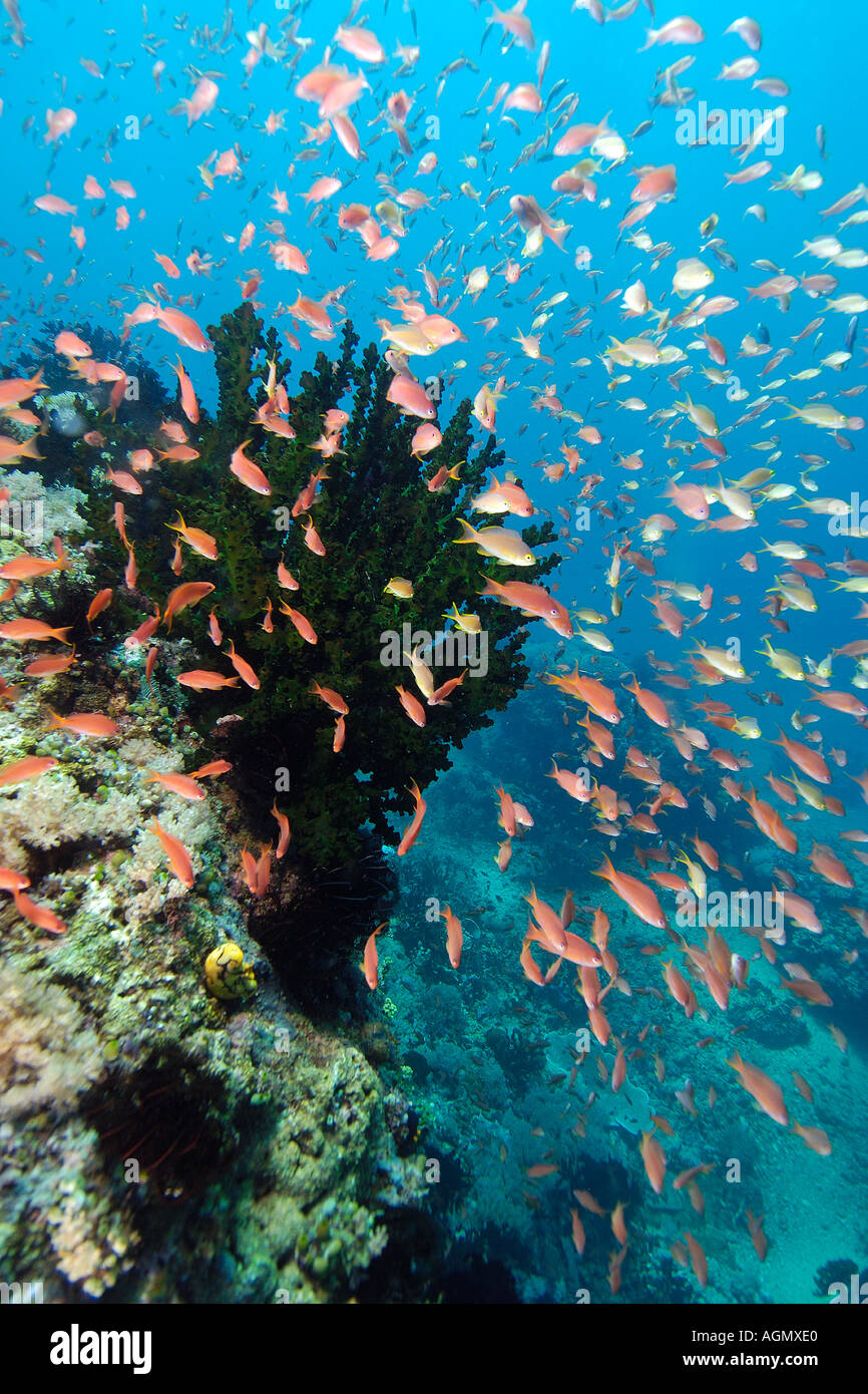 Princess anthias pseudanthias smithvanizi hi-res stock photography and images - Alamy