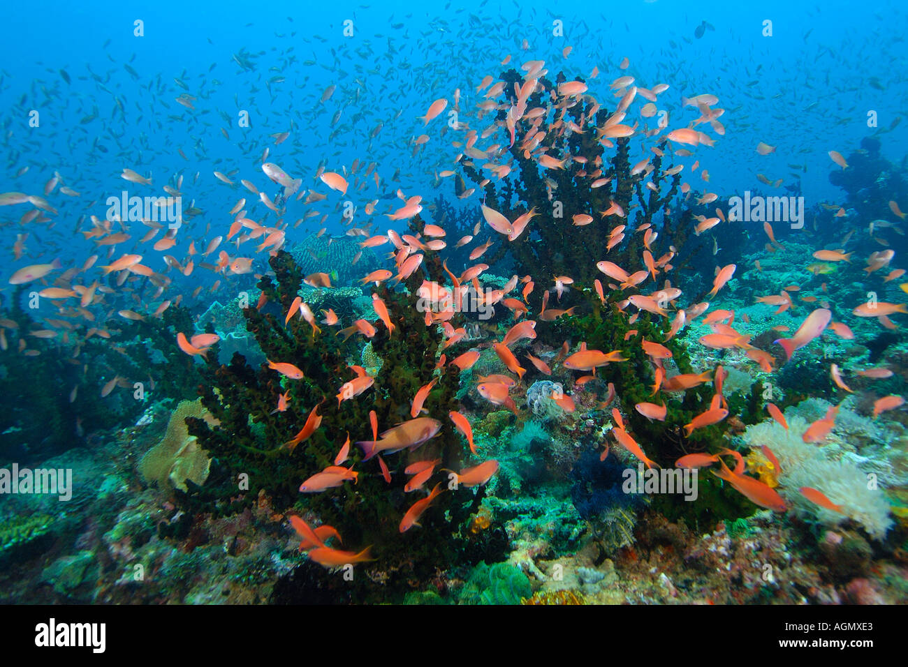 Princess anthias hi-res stock photography and images - Alamy
