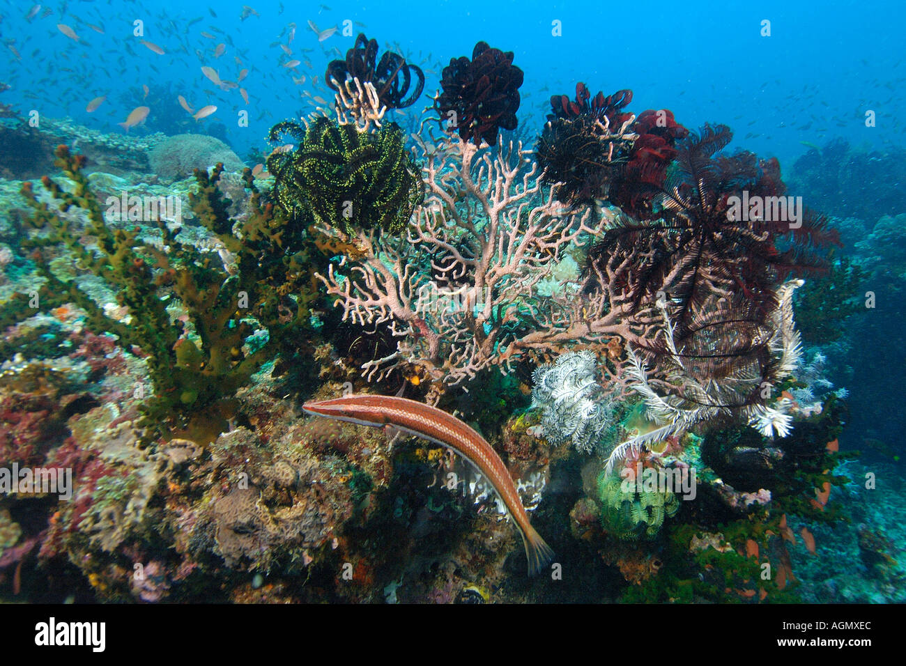 Cigar wrasse Cheilio inermis swims by corals and feather stars Kilima ...
