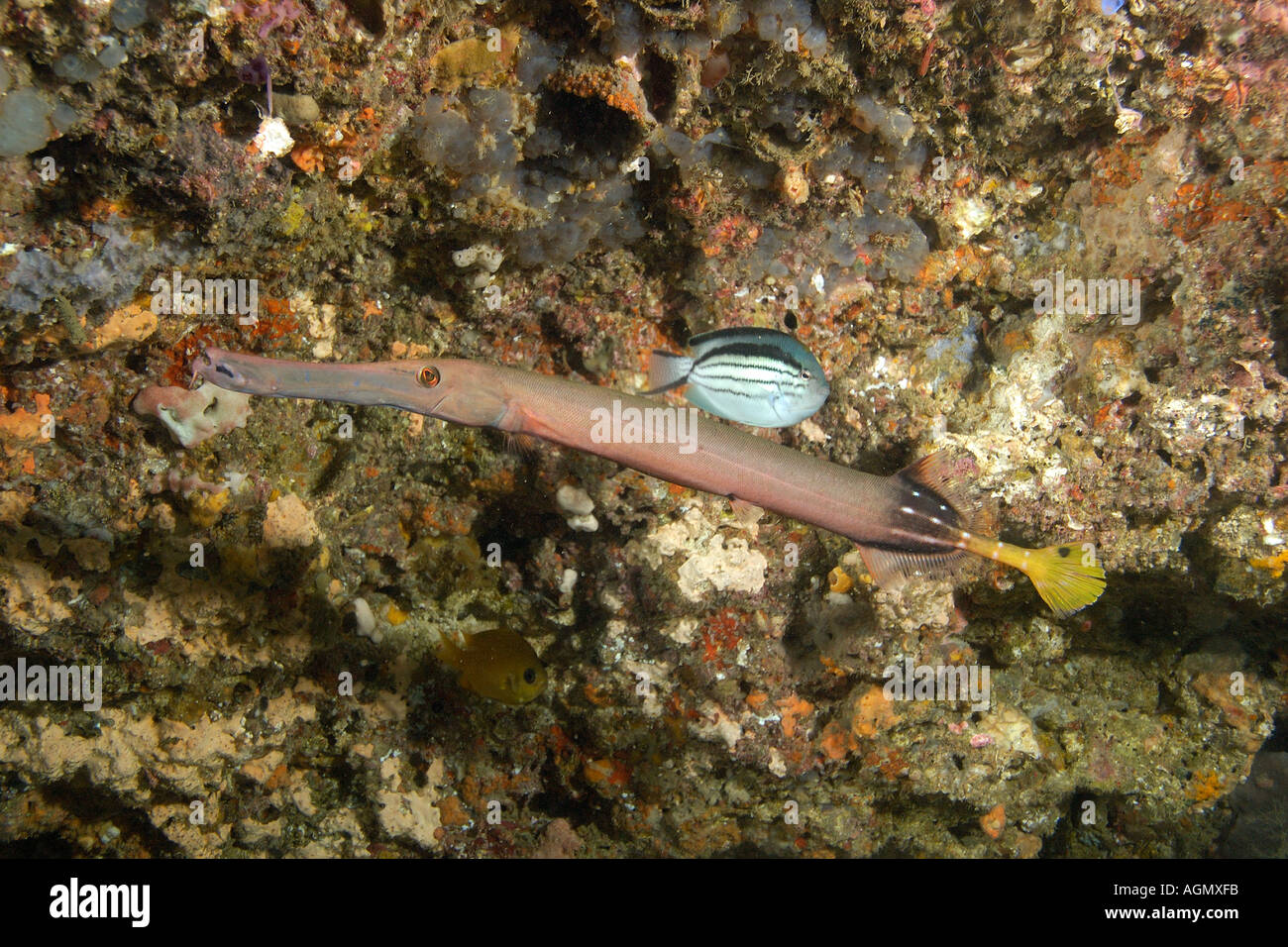 Trumpetfish Aulostomus chinensis and female blackstriped angelfish ...